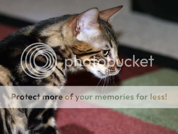 Play Stance | Savannah Cat Chat - THE Place for Savannah Cat Talk