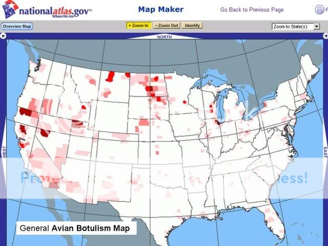 Waterfowl Die Off | TexAgs