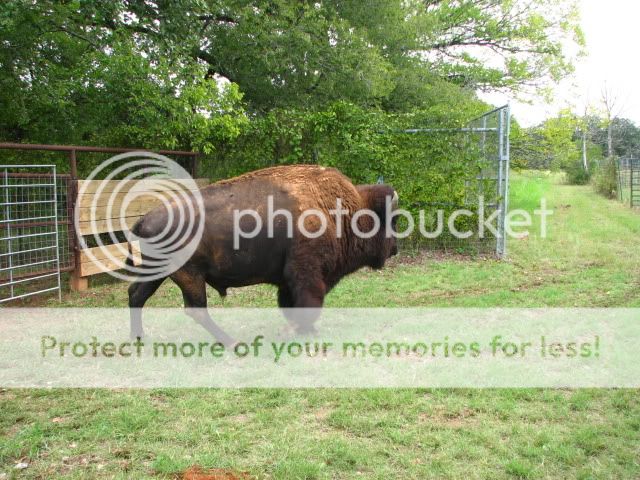 Buffalo Anatomy? | TexAgs