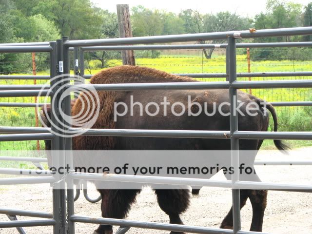 Buffalo Anatomy? | TexAgs