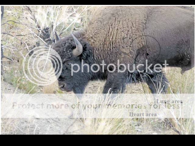 Buffalo Anatomy? | TexAgs