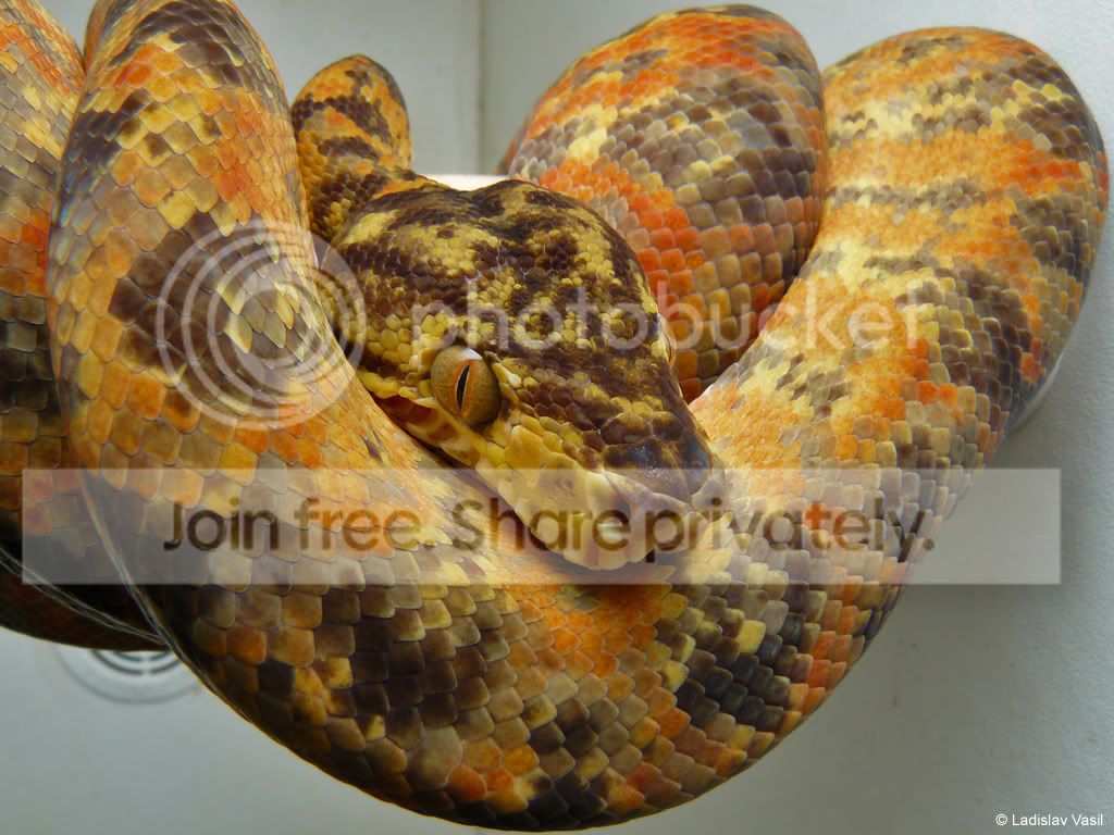 My snake collection | Reptile Forums