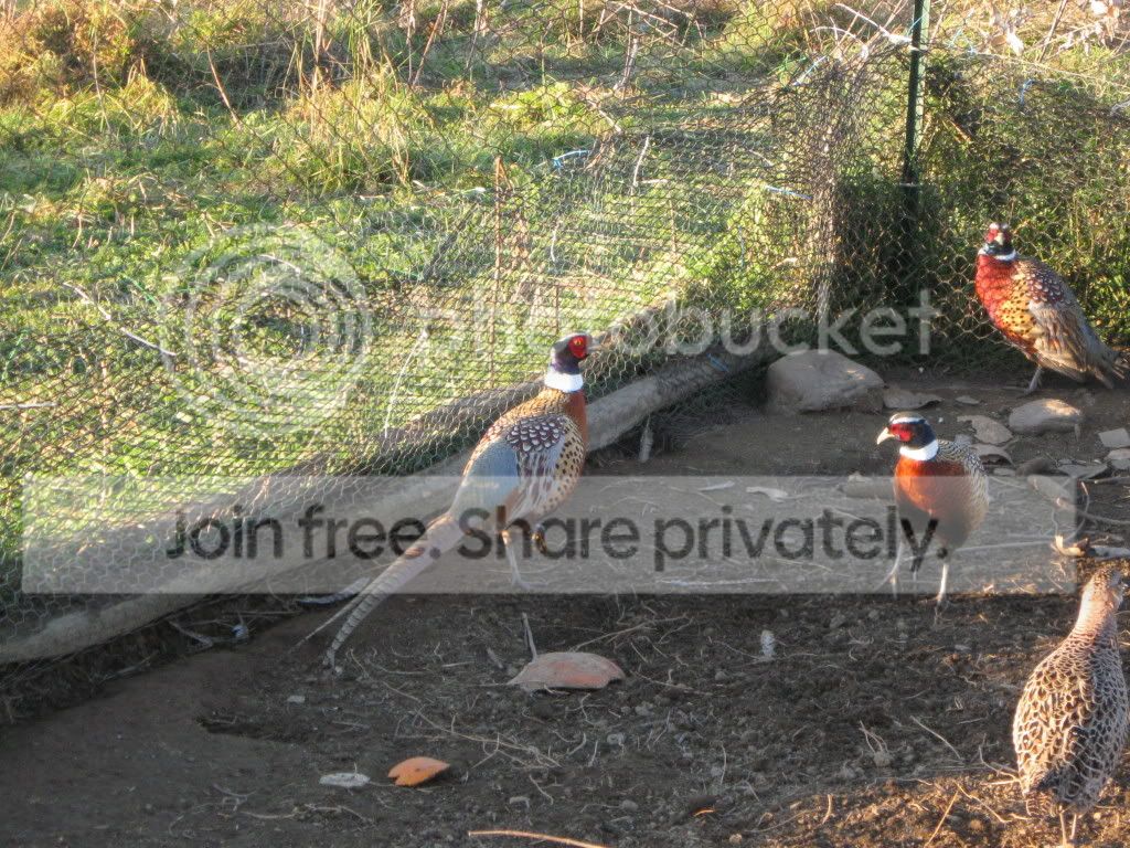 Ringneck Pheasant info page *warning lots of PICS* | BackYard Chickens ...