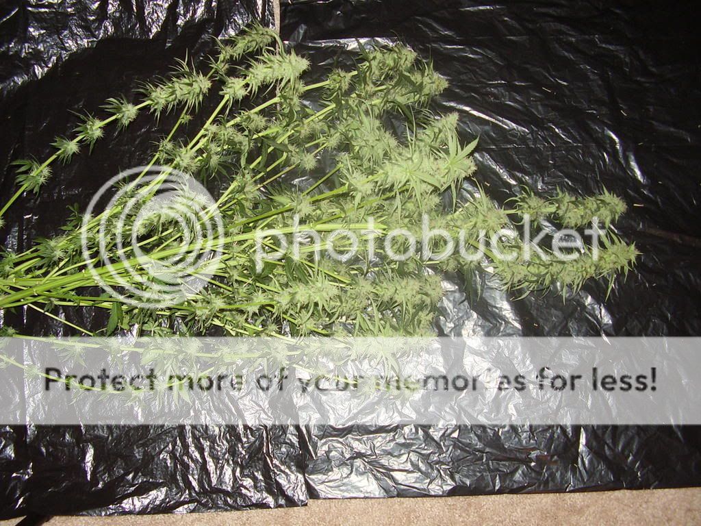 Labyrinth's White Queen Feminized Grow | Page 10 | Grasscity Forums ...