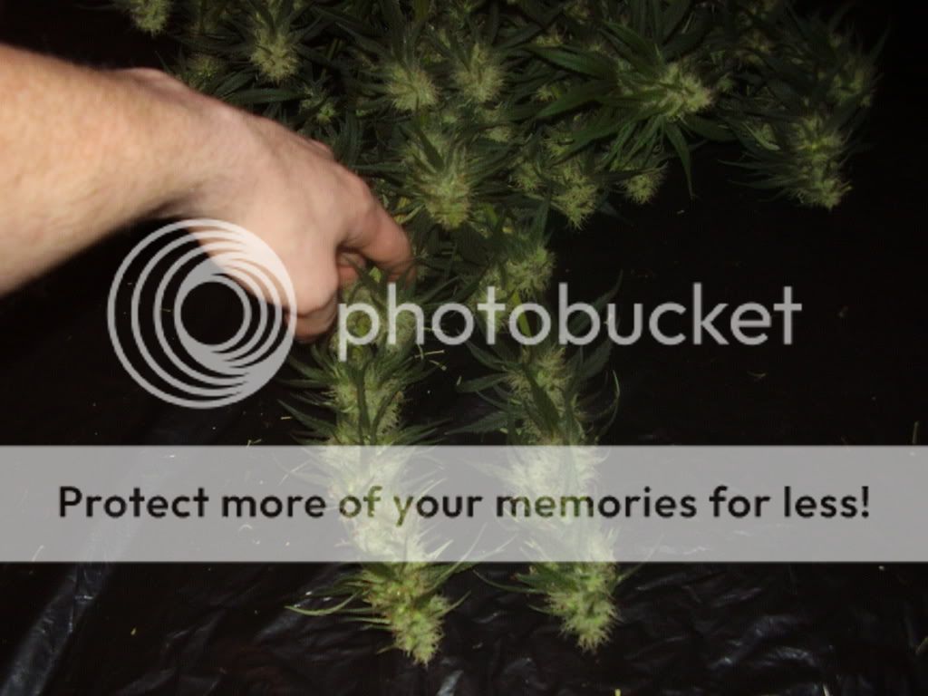 Labyrinth's White Queen Feminized Grow | Page 10 | Grasscity Forums ...