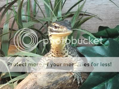 Bosc's (Savannah) Monitor Care Sheet | Reptile Forums