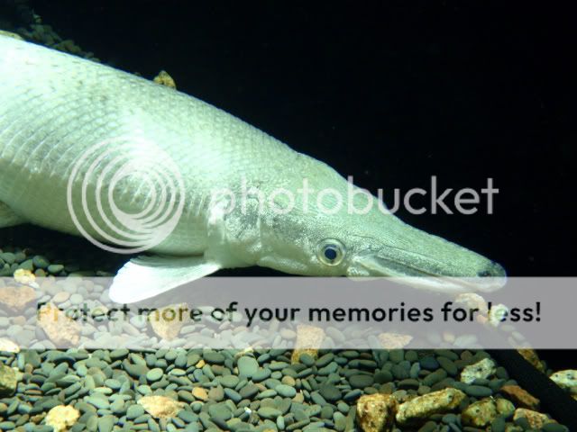 Underwater shots of my platinum gar | MonsterFishKeepers.com